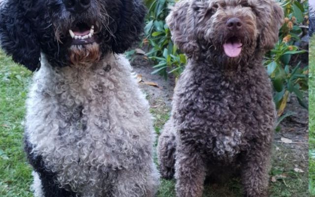 Untitled / grace-reed | Observable