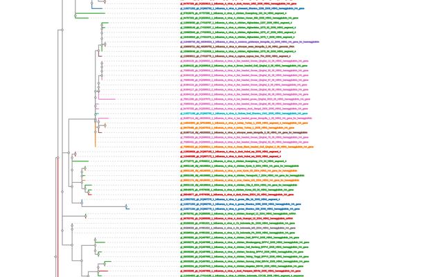 Phylotree 1.0.0 -- Unscaled IAV HA colored by host / Steven Weaver / Observable